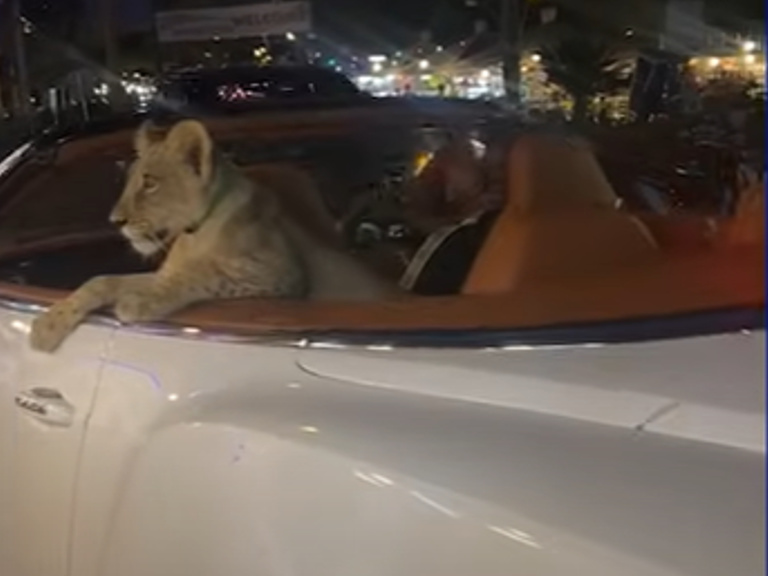 Tiger In Car - Red Bird Travel News